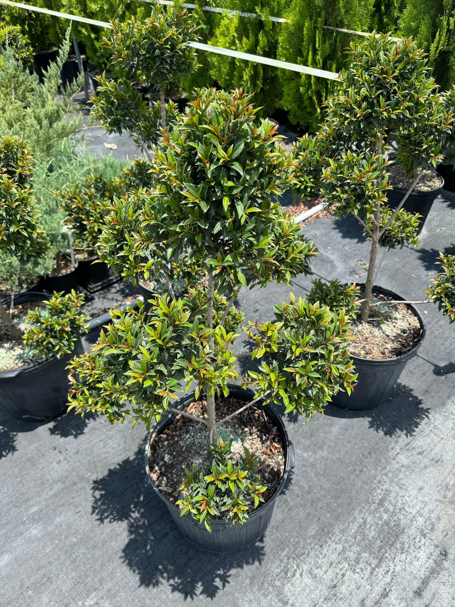 Topiary Eugenia Pom Pom, Hand Pruned for Patios and Outdoor Decor – Eureka Farms