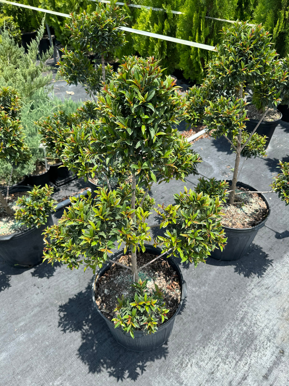 Explore Collection of Topiary Trees for Love ones | Eureka Farms