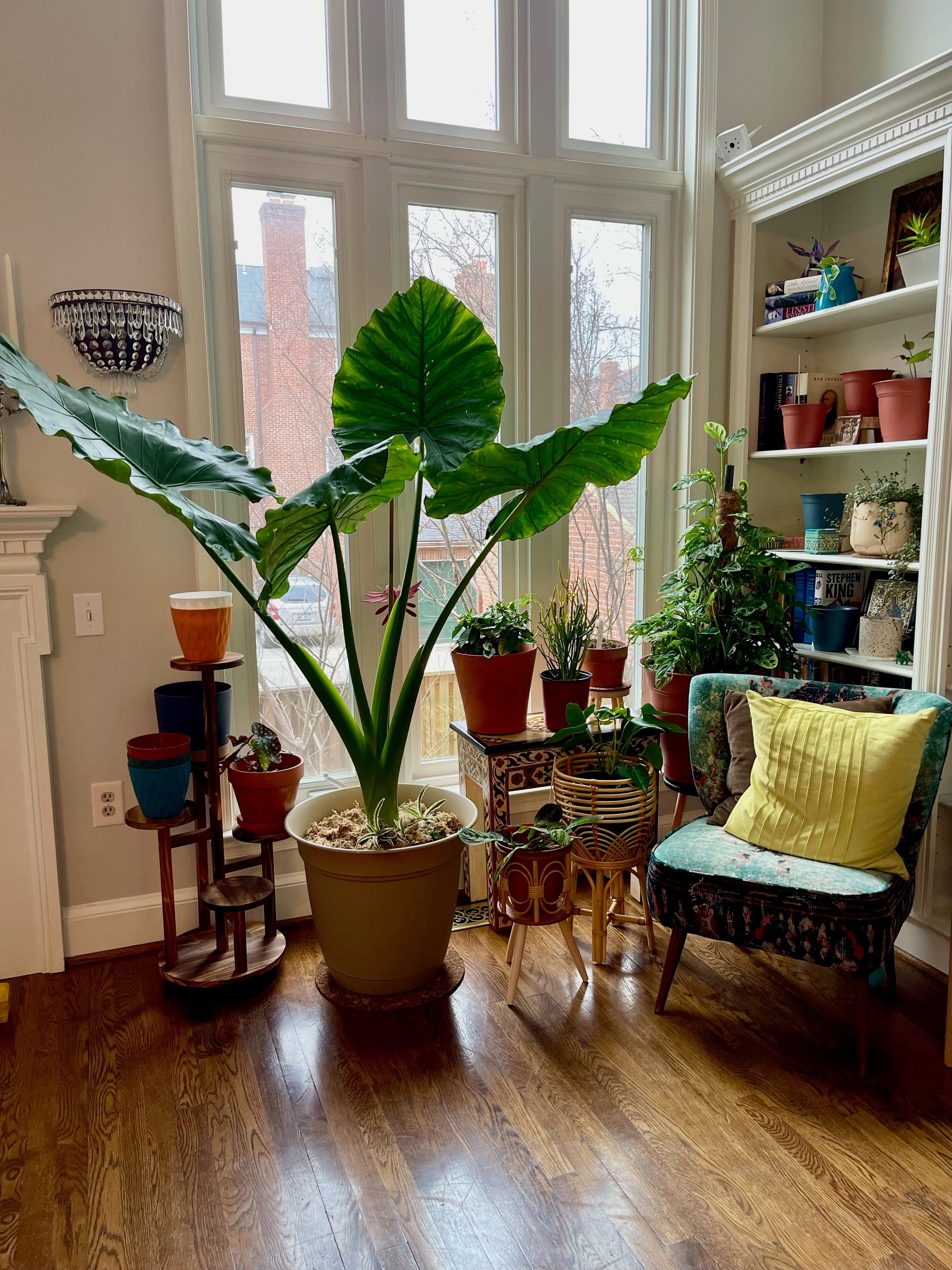 Alocasia Borneo Giant Elephant Ear | Eureka Farms