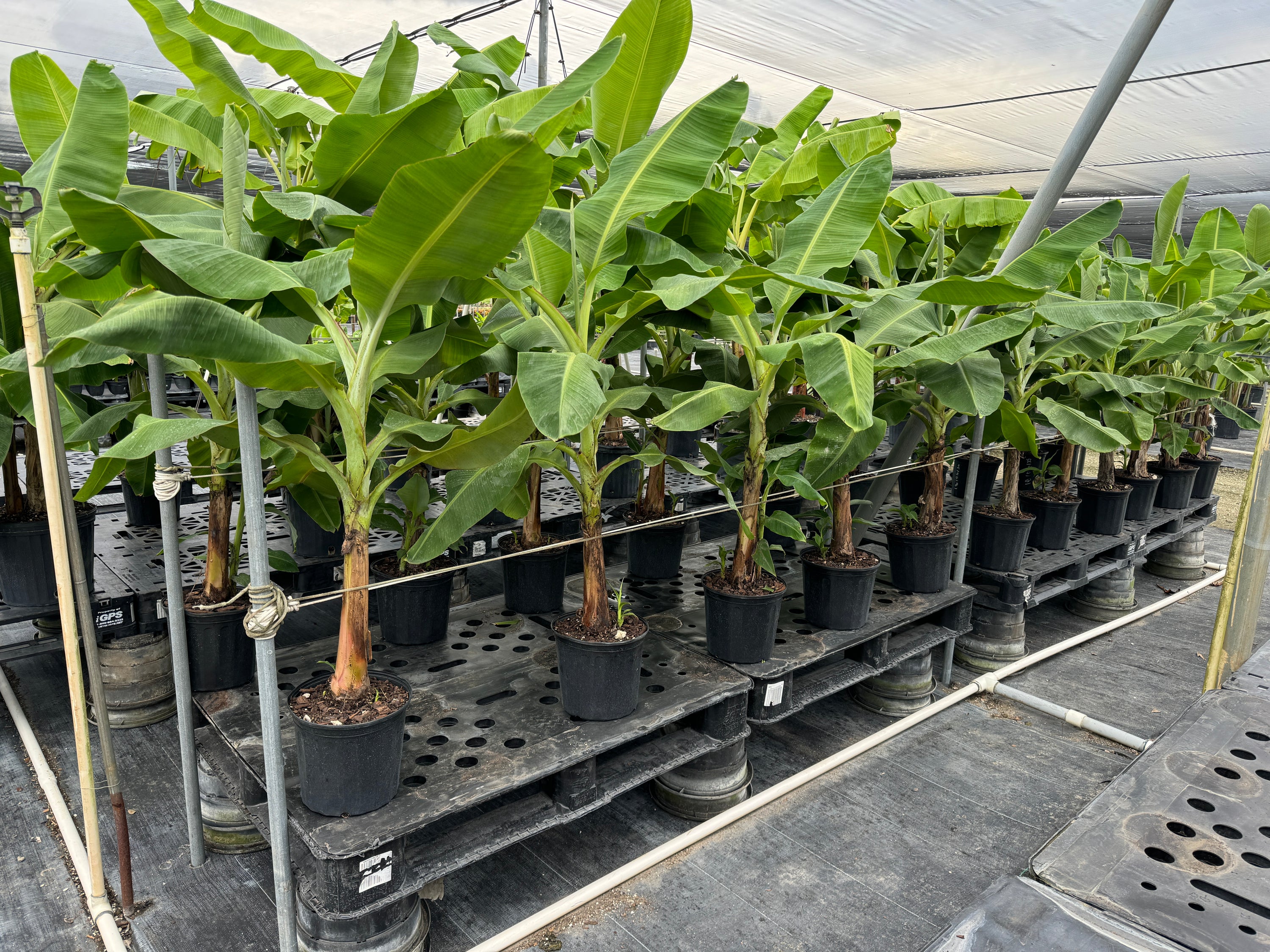 Shop Our Grand Nain Musa Banana Fruit Tree | Eureka Farms