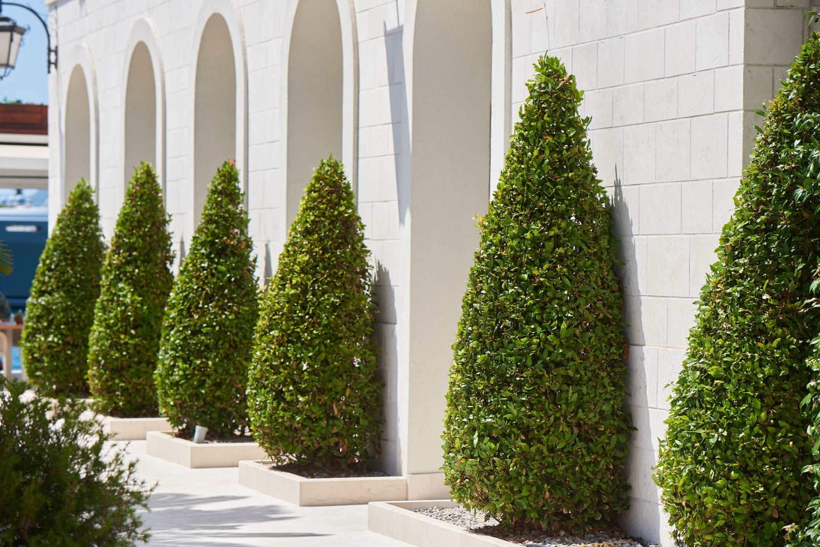 Topiary Eugenia Cone, Pyramid Tree – Eureka Farms