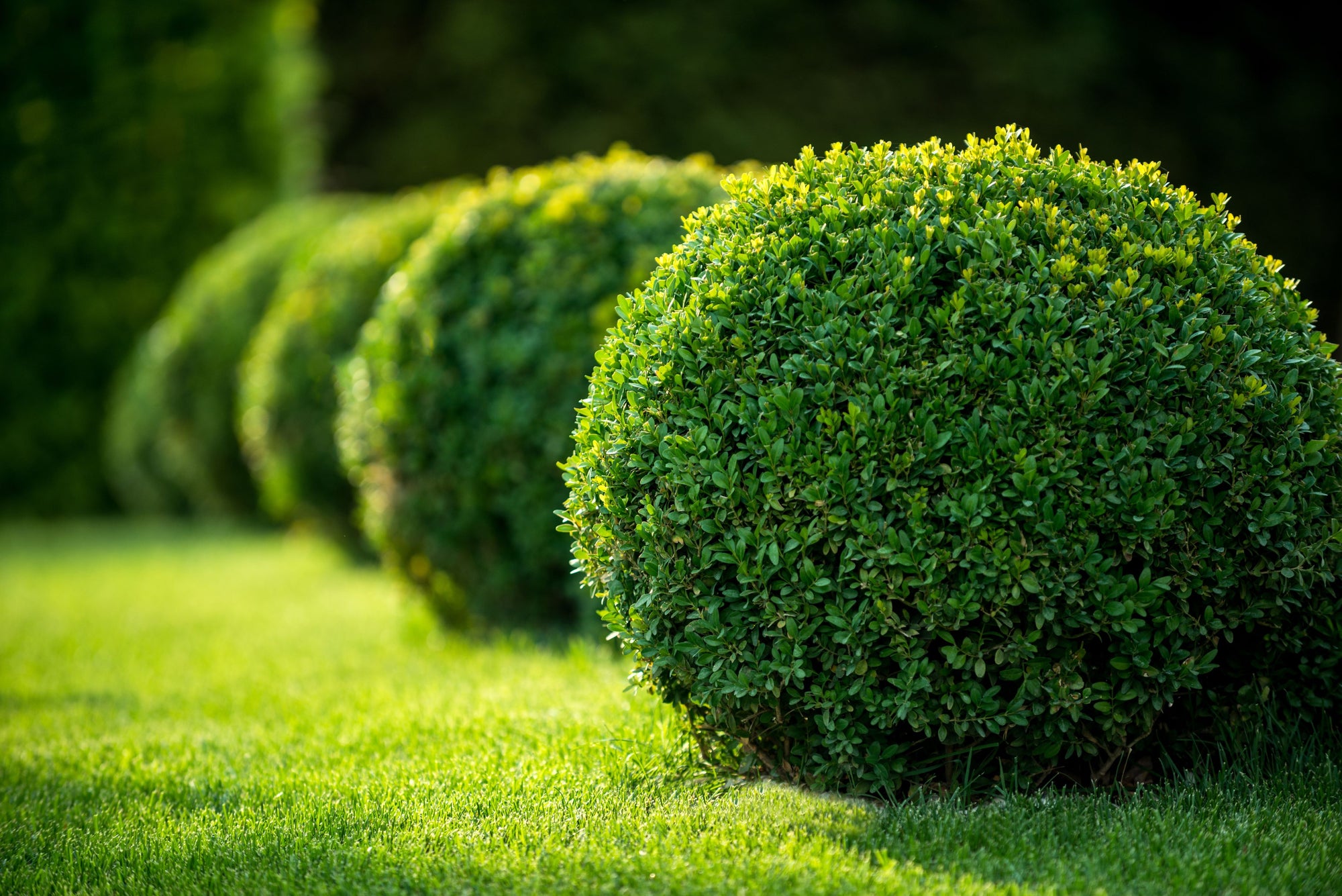 Shop Our Topiary Eugenia Sphere Tree | Eureka Farms