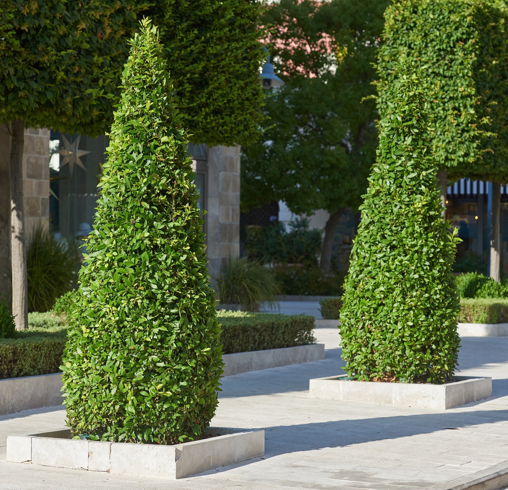 Topiary Eugenia Cone, Pyramid Tree | Eureka Farms