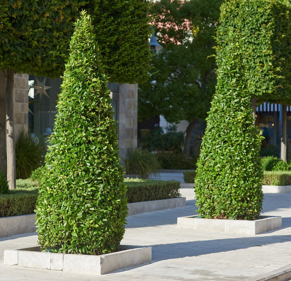 Explore Collection of Topiary Trees for Love ones | Eureka Farms