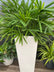 Buy Tall Modern Planter Pot | Eureka Farms