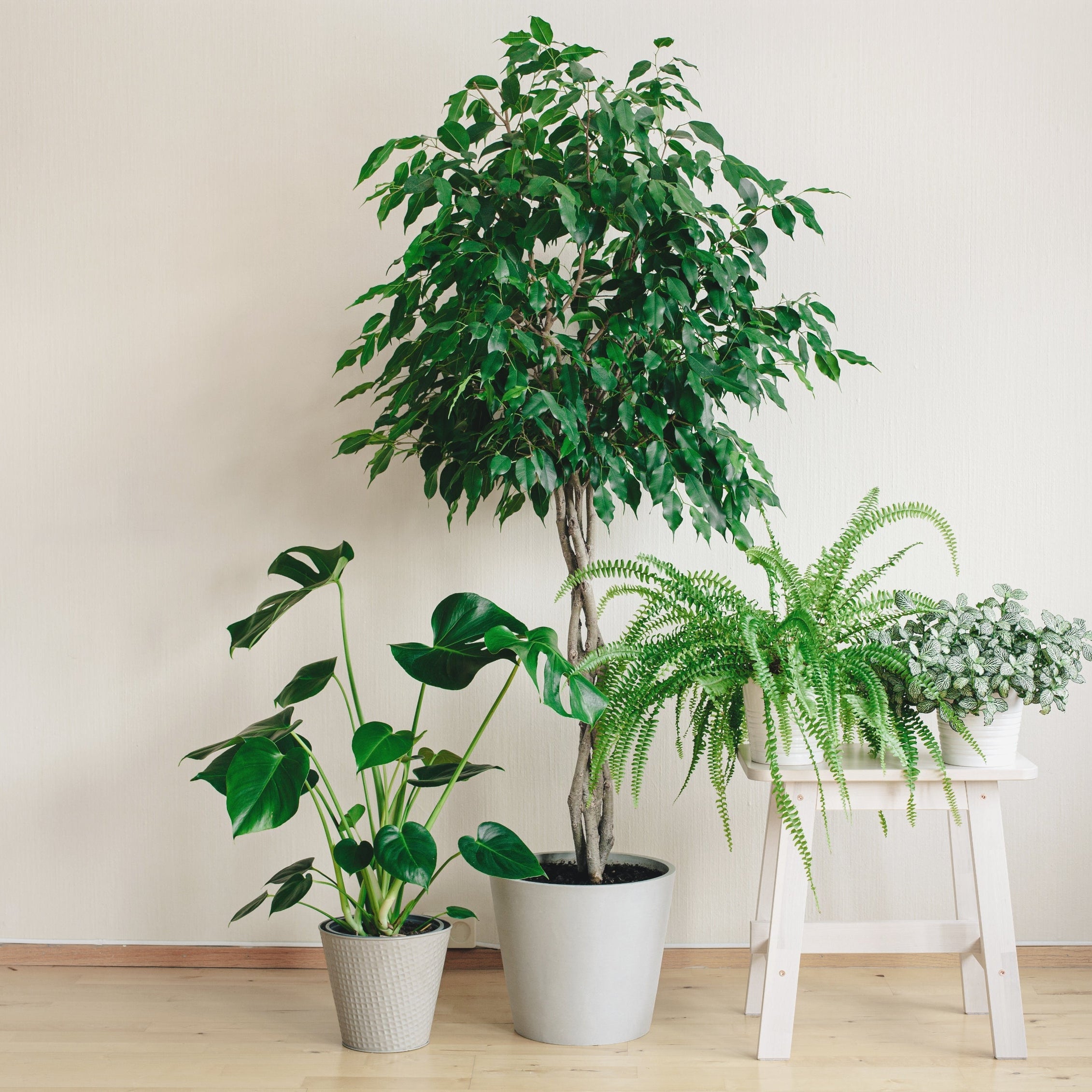 Buy Our Braided Ficus Moclame Tree | Eureka Farms