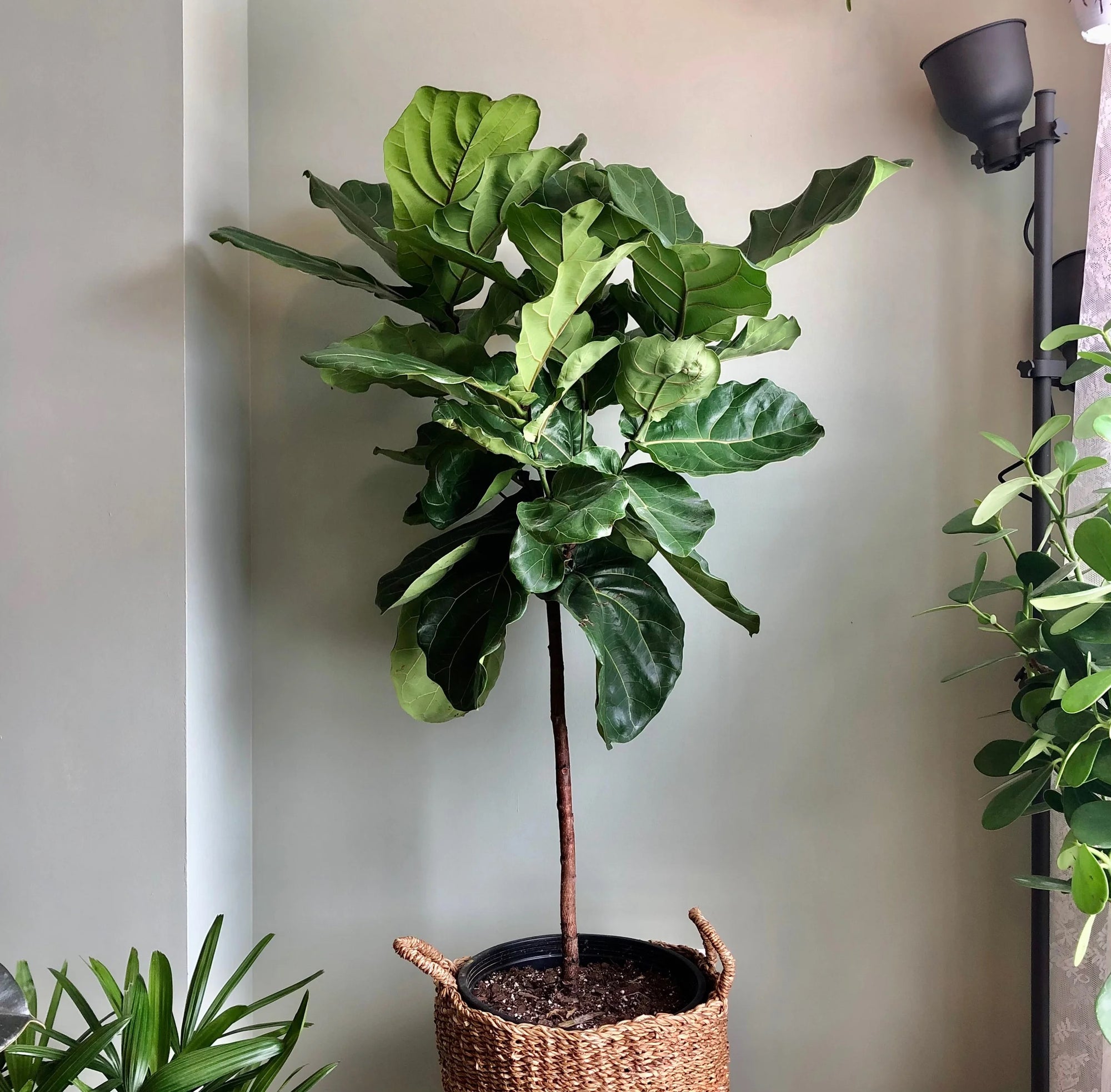 Shop Our Giant Ficus Fiddle Leaf Fig Lyrata Bambino, Indoor Tree Like ...