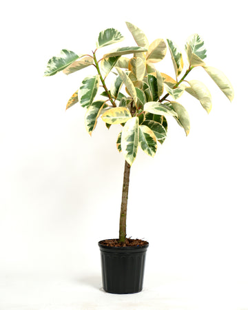 Buy the Best Collection of Ficus Rubber Tree | Eureka Farms