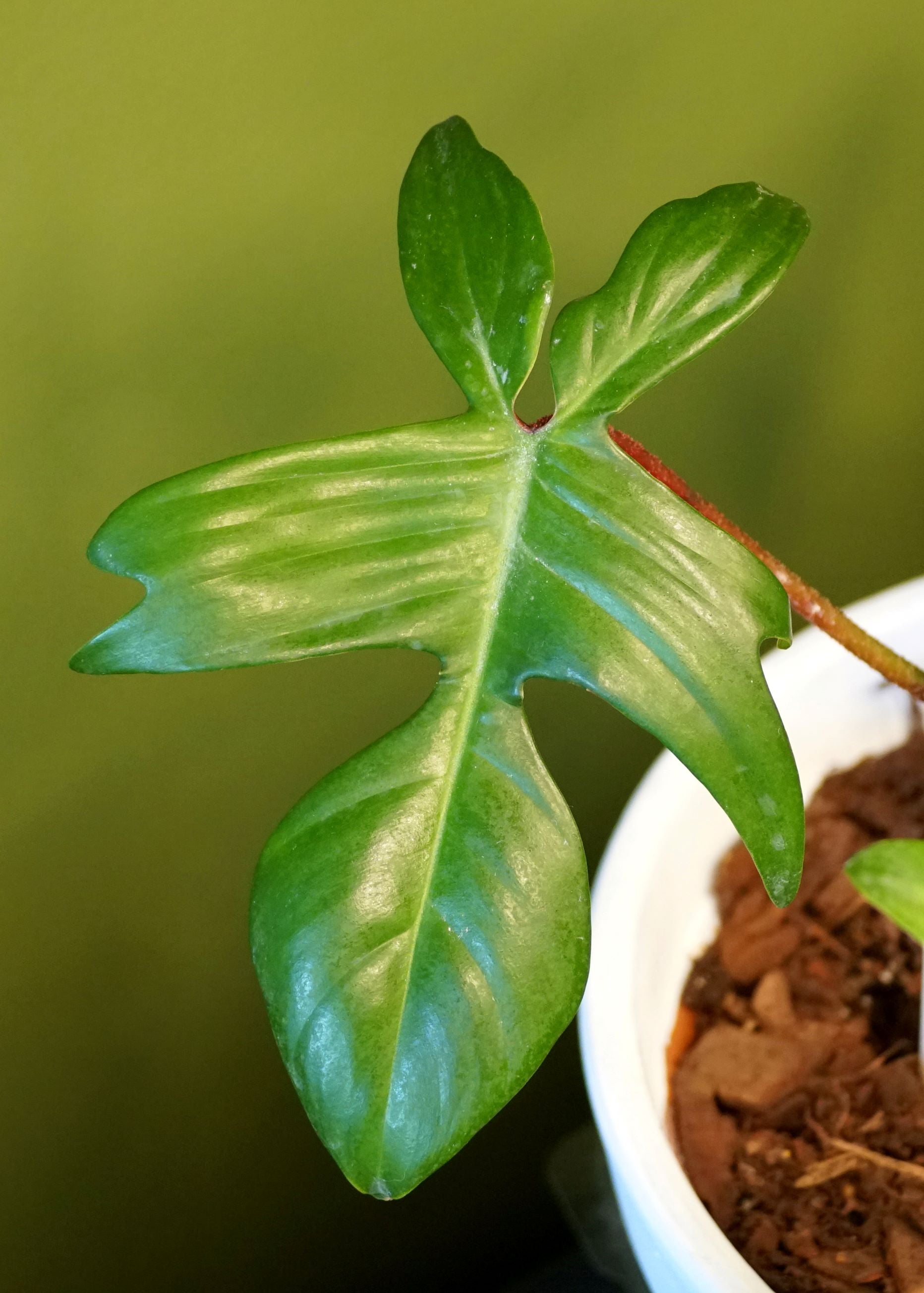Buy Philodendron Florida Green | Eureka Farms