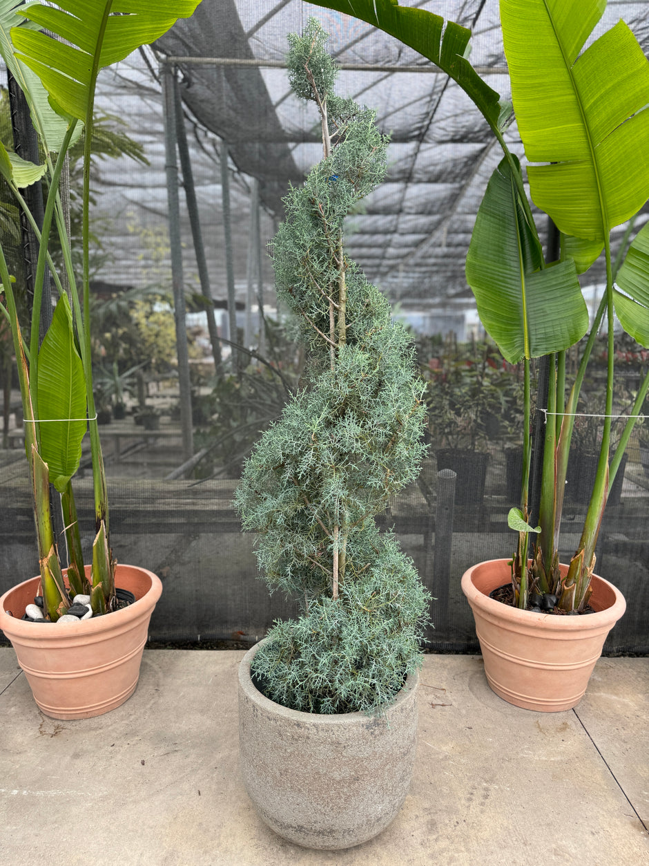 Topiary Cypress-Junipers, Spiral, Cones, Multiball Cold Hardy – Eureka ...