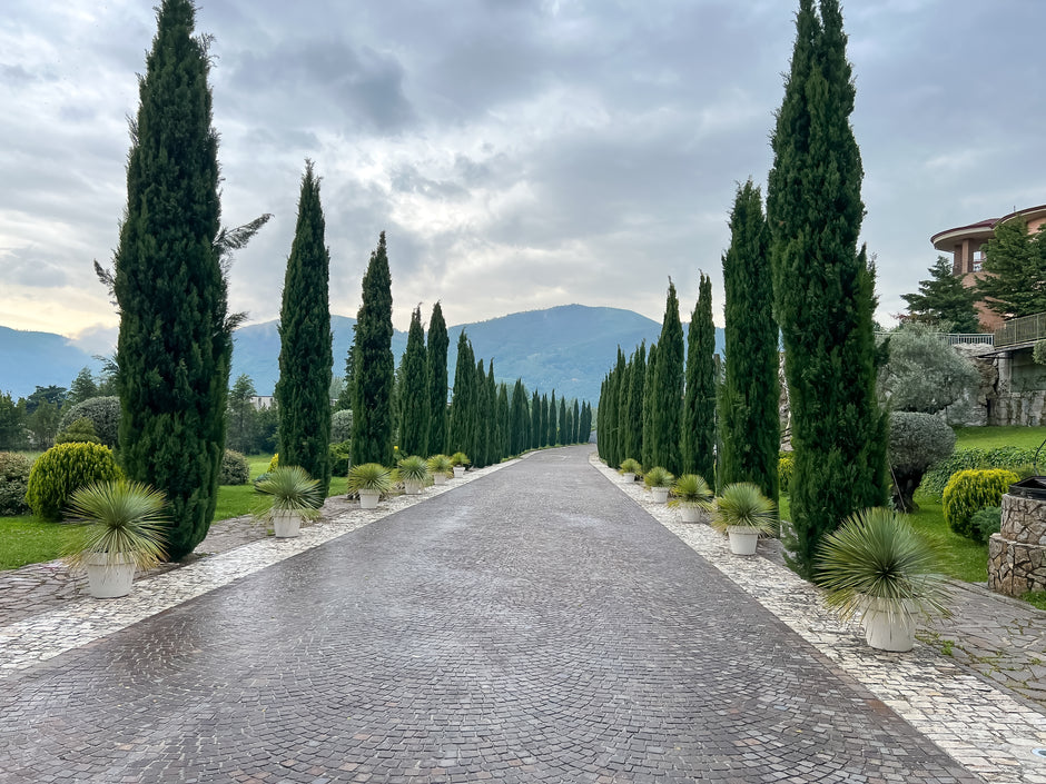 Explore Our Collection of Cypress Trees | Eureka Farms