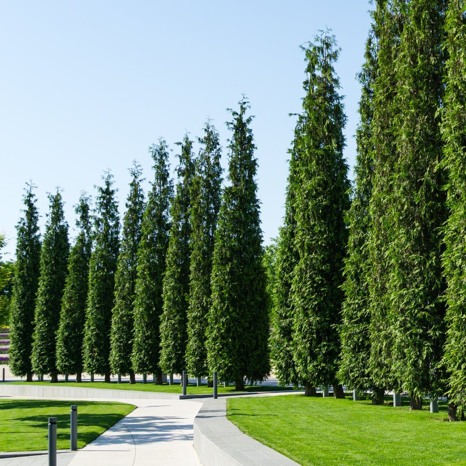 Explore Our Collection of Cypress Trees | Eureka Farms