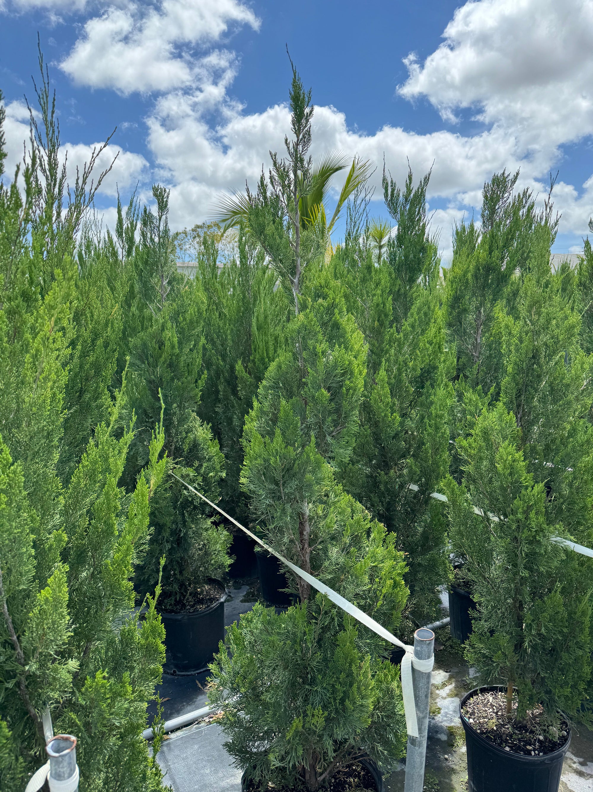 Topiary Spiral Brodie Eastern Red Cedar Juniper | Eureka Farms