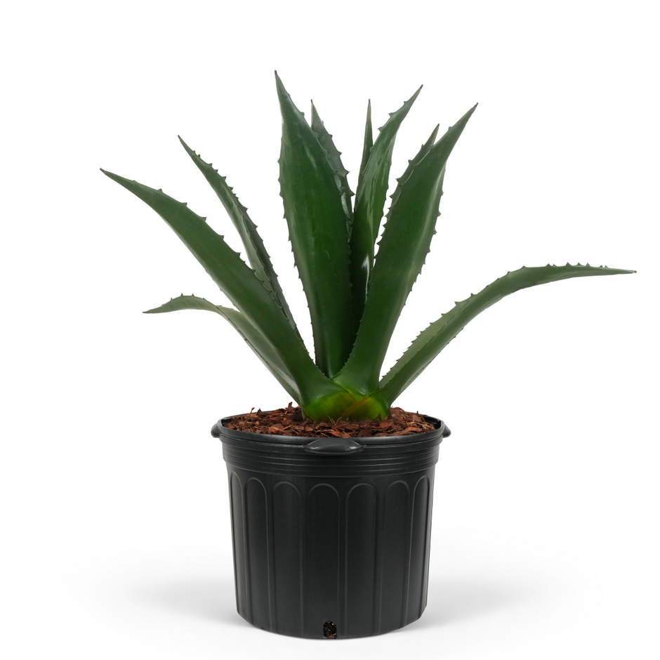 Agave Super Blue, Americana Century Plant – Eureka Farms
