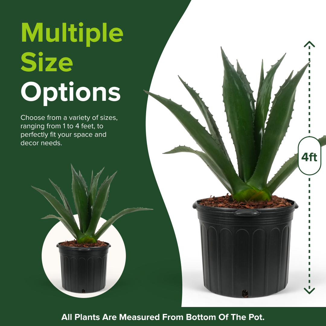 Explore Our Agave Amarillo Century Plant | Eureka Farms