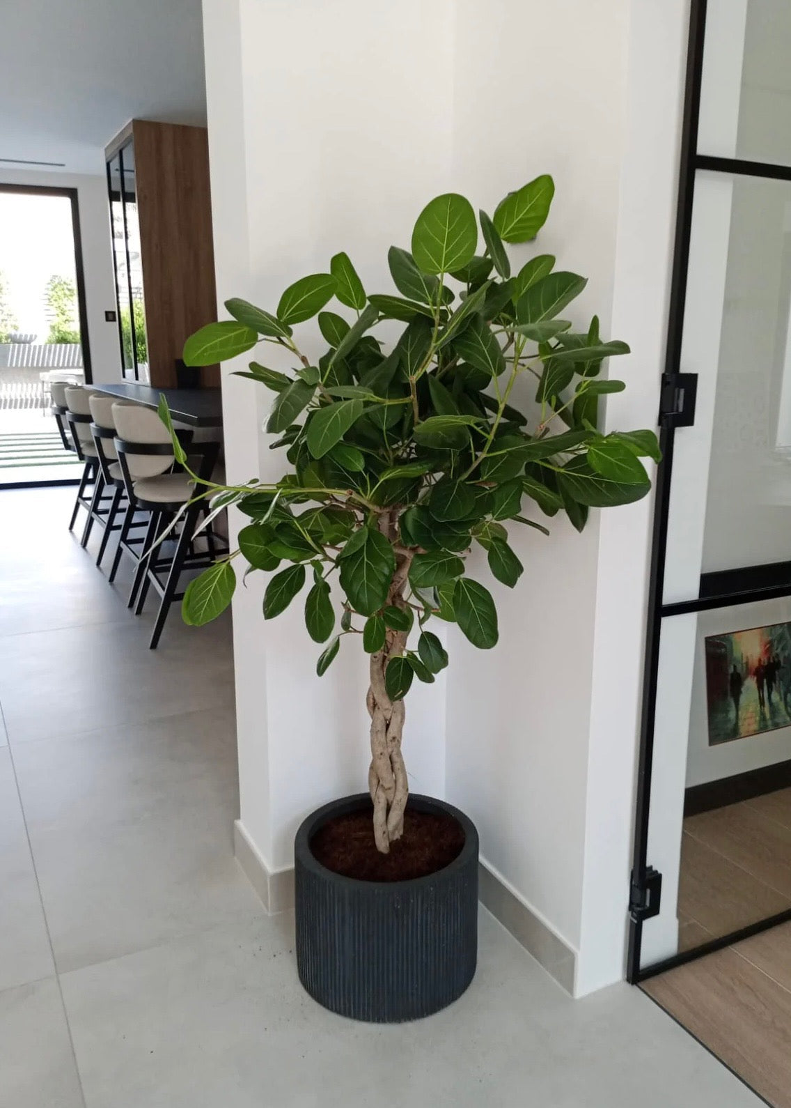 Braided Ficus Audrey Tree Form | Eureka Farms