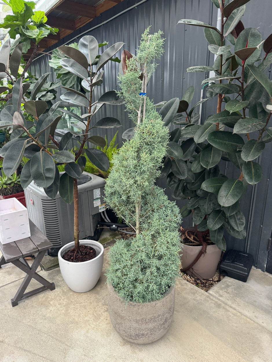 Topiary Cypress-Junipers, Spiral, Cones, Multiball Cold Hardy – Eureka ...