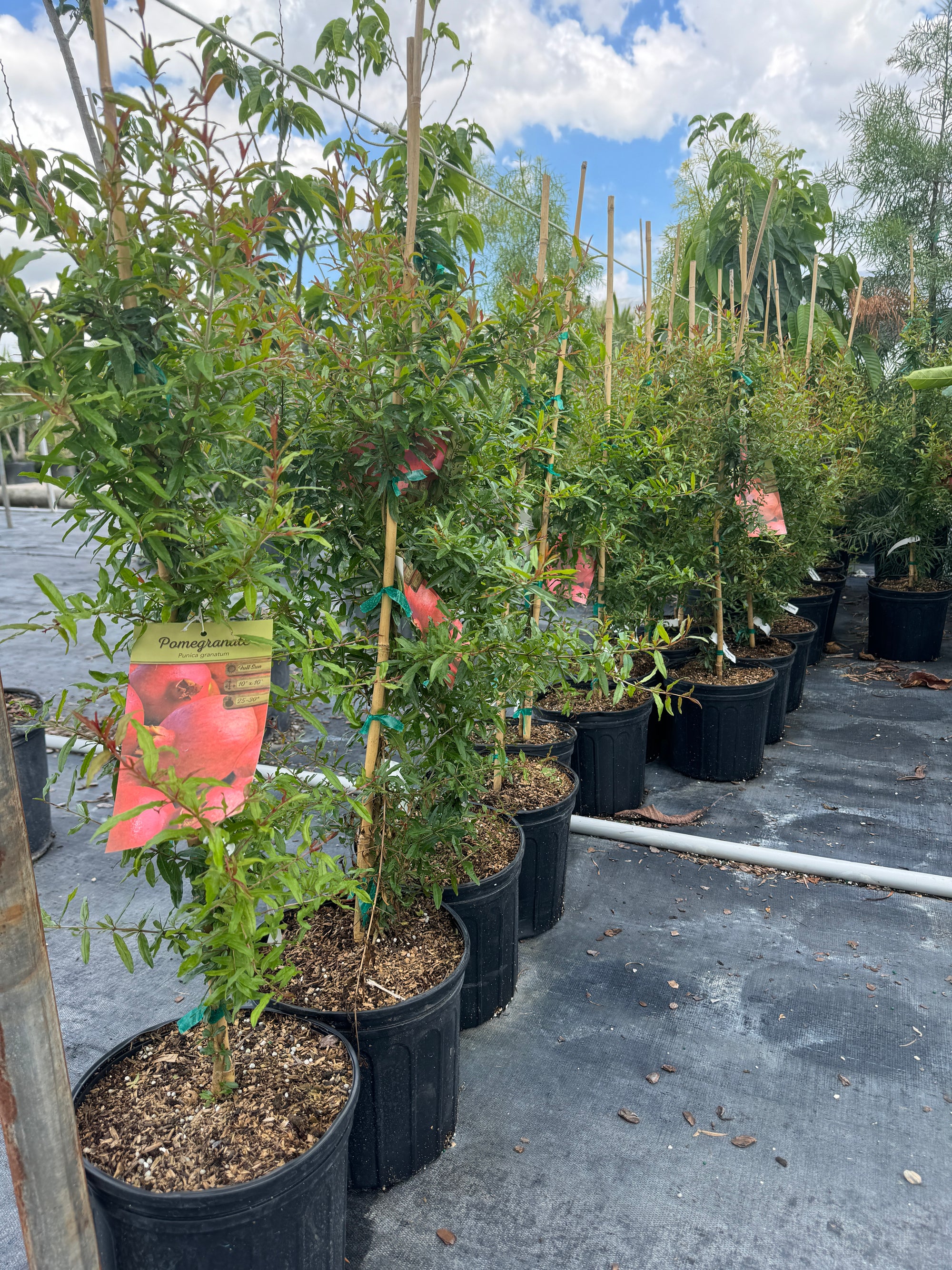 Buy the Wonderful Fruit Tree of Pomegranate | Eureka Farms