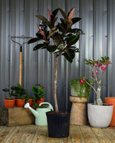 Design your Indoor Living Space, With Ficus Burgundy Tree Form Single ...