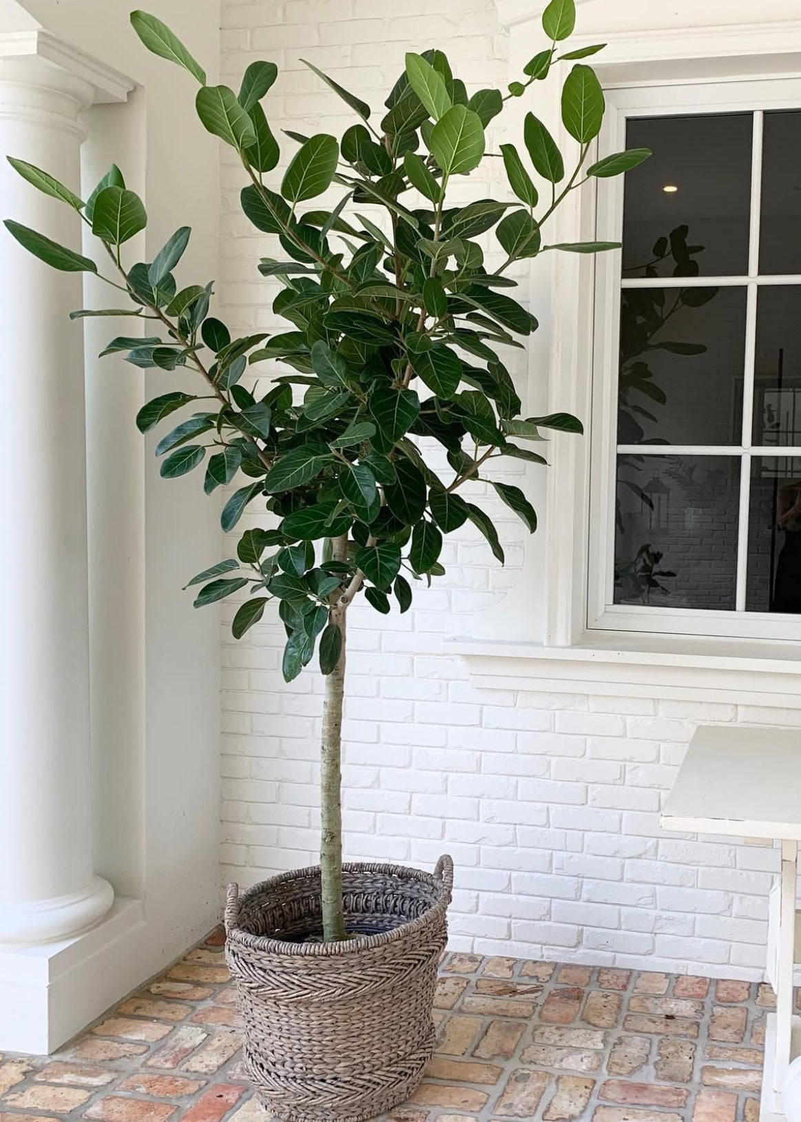 Design Your Living Room with a Banyan Tree Single Stem Tree, Ficus ...