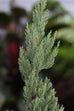 Blue Point Juniper, Christmas Tree | Eureka Farms