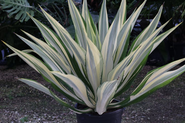 Buy Our False Agave, Variegated Agave | Eureka Farms