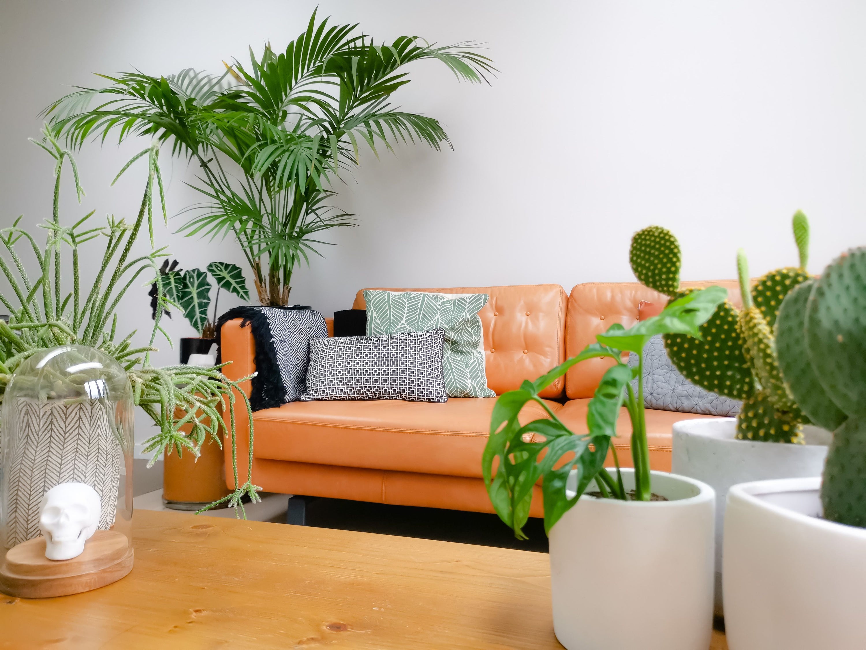 Kentia Palm, Howea Forsteriana, Exotic and Rare | Eureka Farms