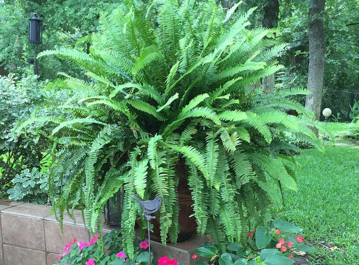 Shop Our Kimberly Queen Fern | Eureka Farms