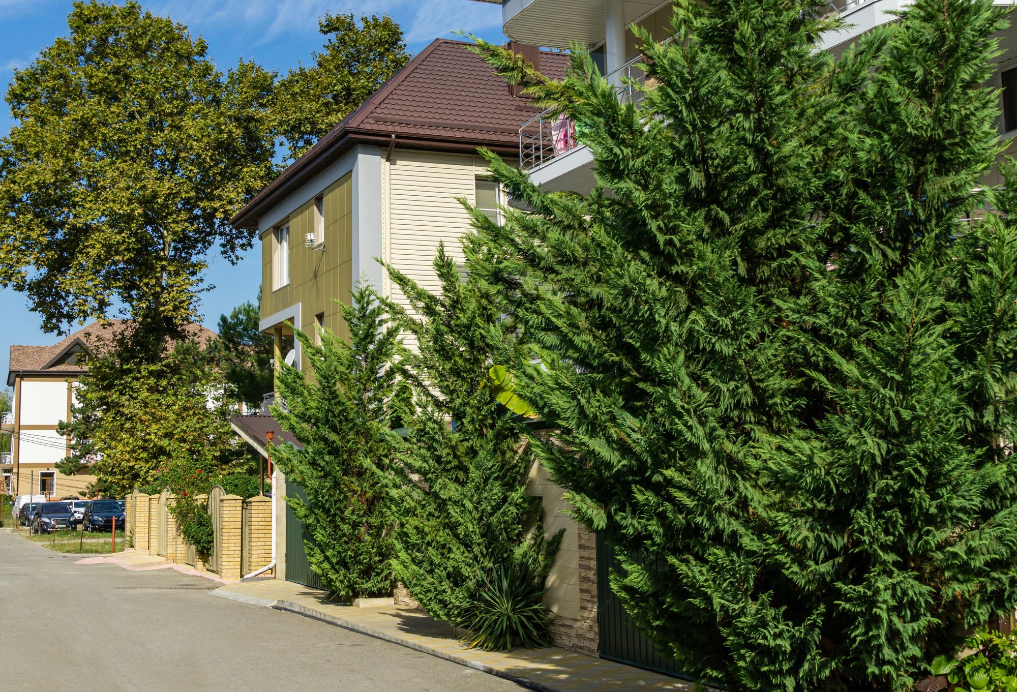 Explore Our Murray Leyland Cypress | Eureka Farms