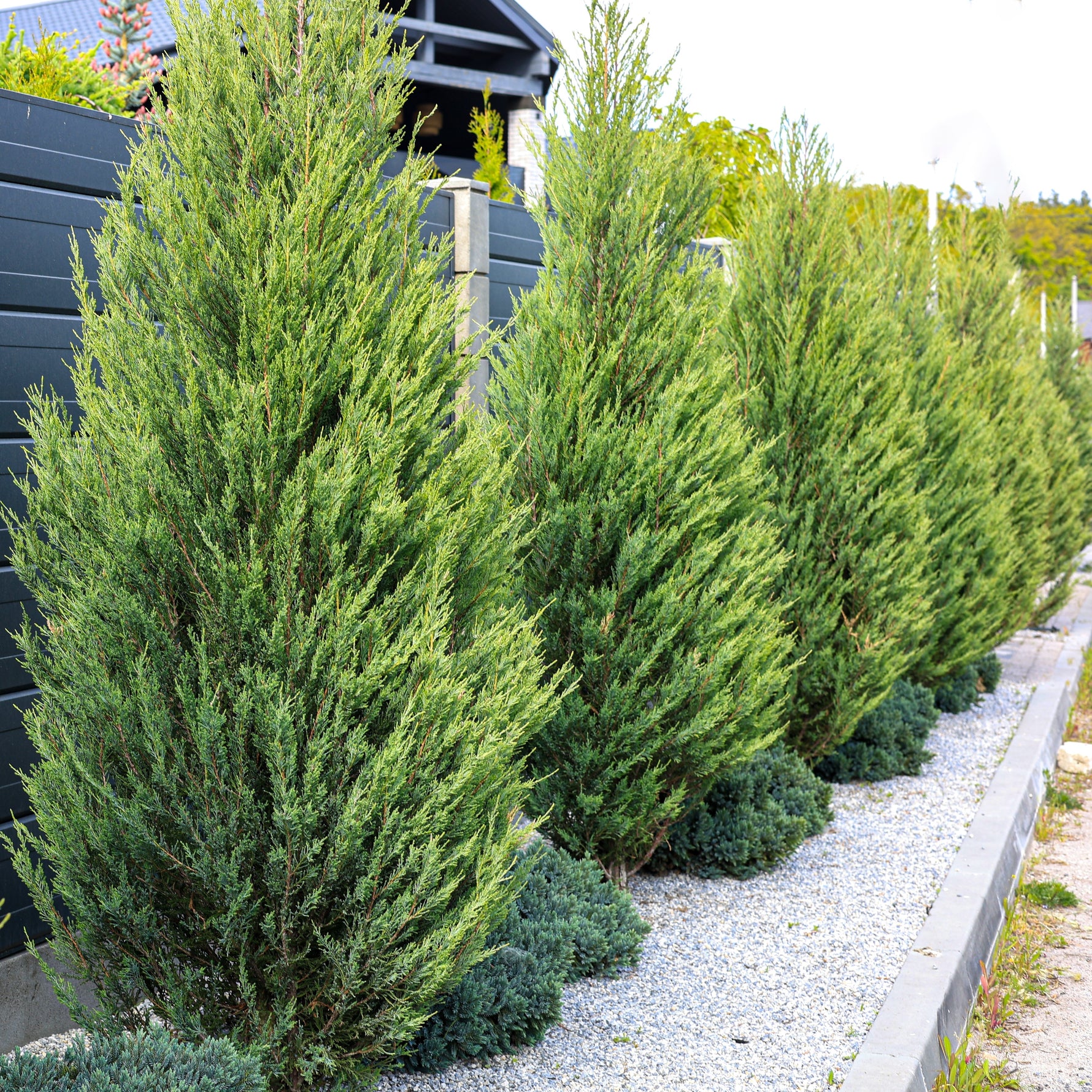 Hetzii Green Columnar Juniper | Eureka Farms