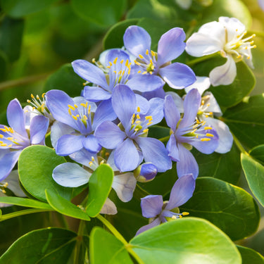 Buy Lignum Vitae Tree - Rare, Native and Exotic Bosai | Eureka Farms