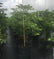 Buy Lignum Vitae Tree - Rare, Native and Exotic Bosai | Eureka Farms