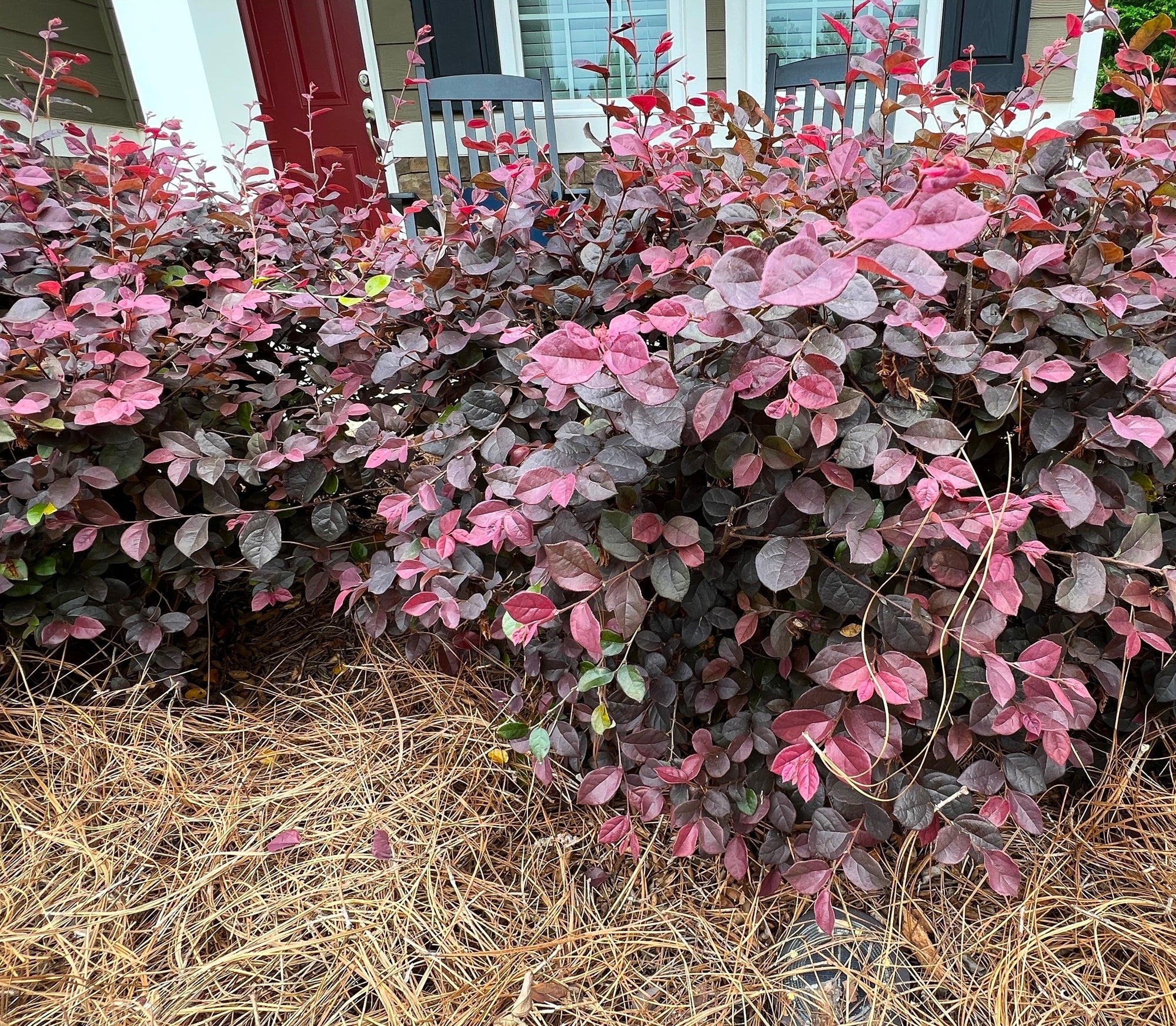 Loropetalum Ruby | Eureka Farms
