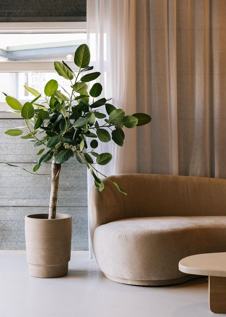 Best Sellers Ficus Indoor Trees, Single Stem, Clear Trunk Tree Form ...