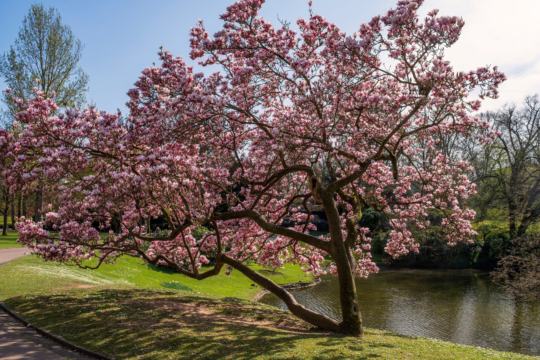 Buy the Magnolia Ann Grandiflora Flowering Tree | Eureka Farms