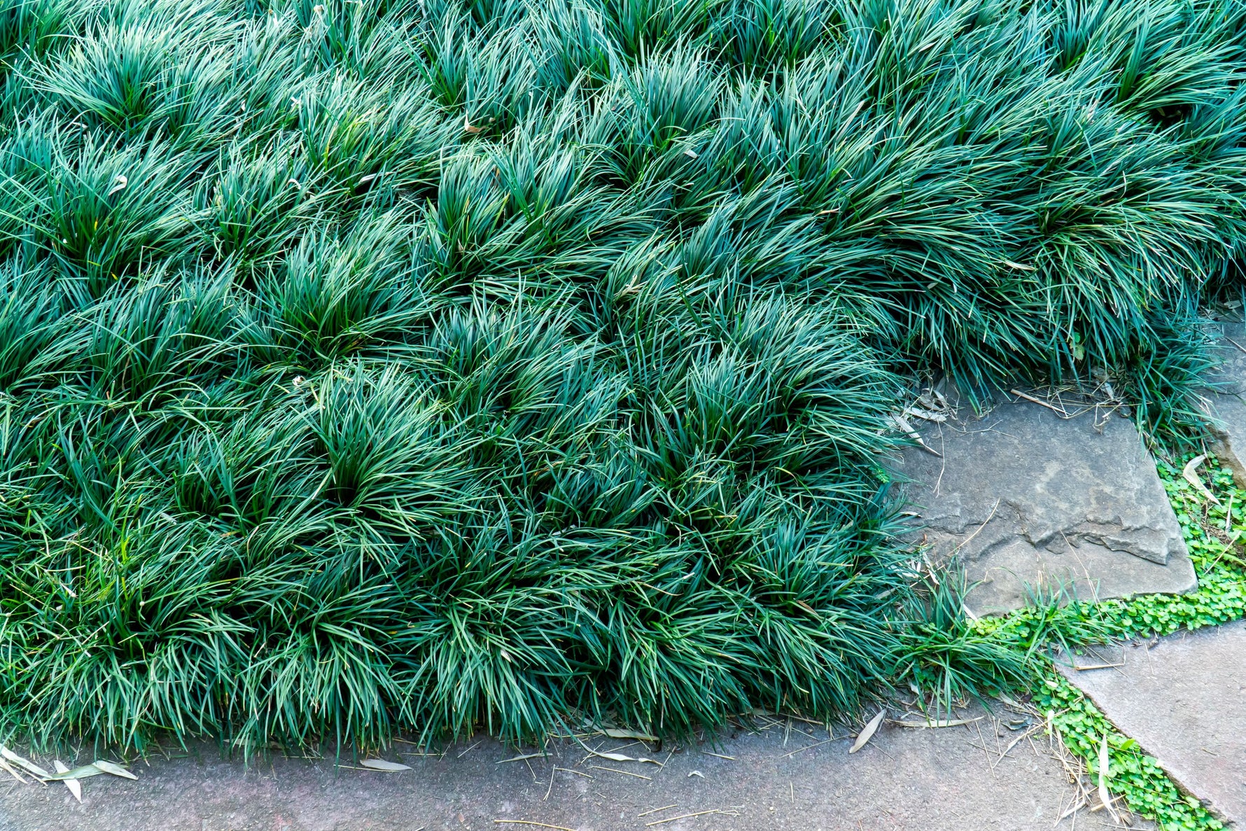 Dwarf Mondo Monkey Grass | Buy 9pcs Save More – Eureka Farms