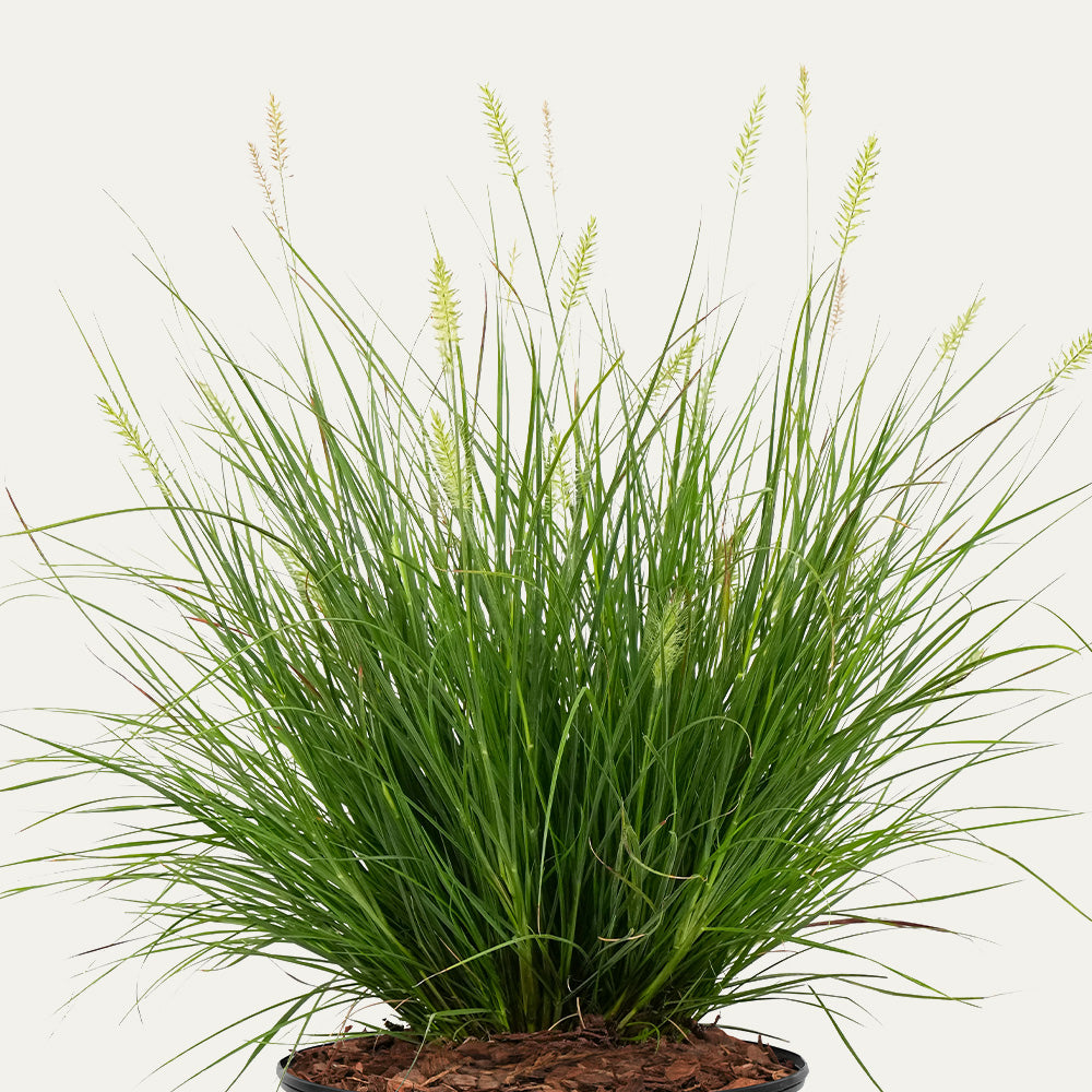 Live Tropical Plants For Home, Patio & Landscape | Eureka Farms