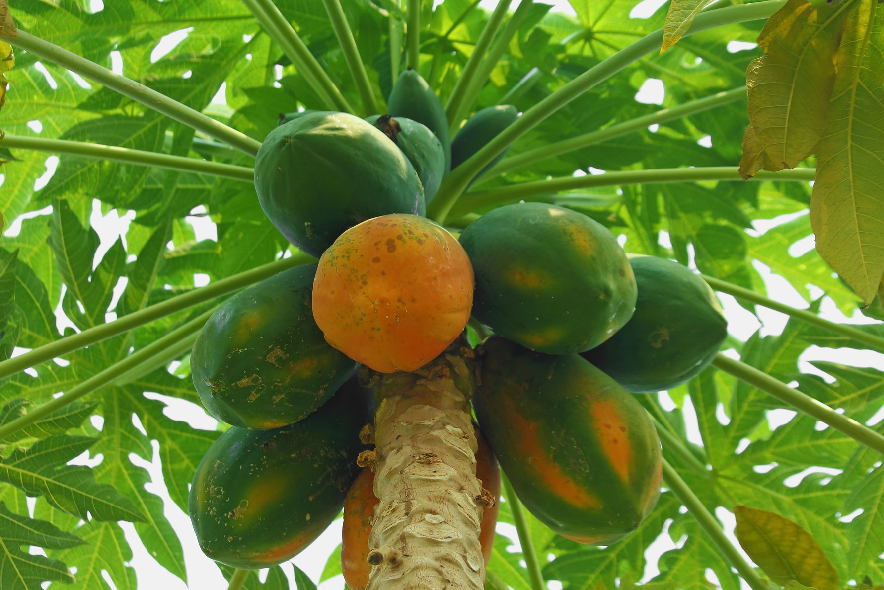Buy Papaya Red Lady Carica Pawpaw Fruit Tree | Eureka Farms