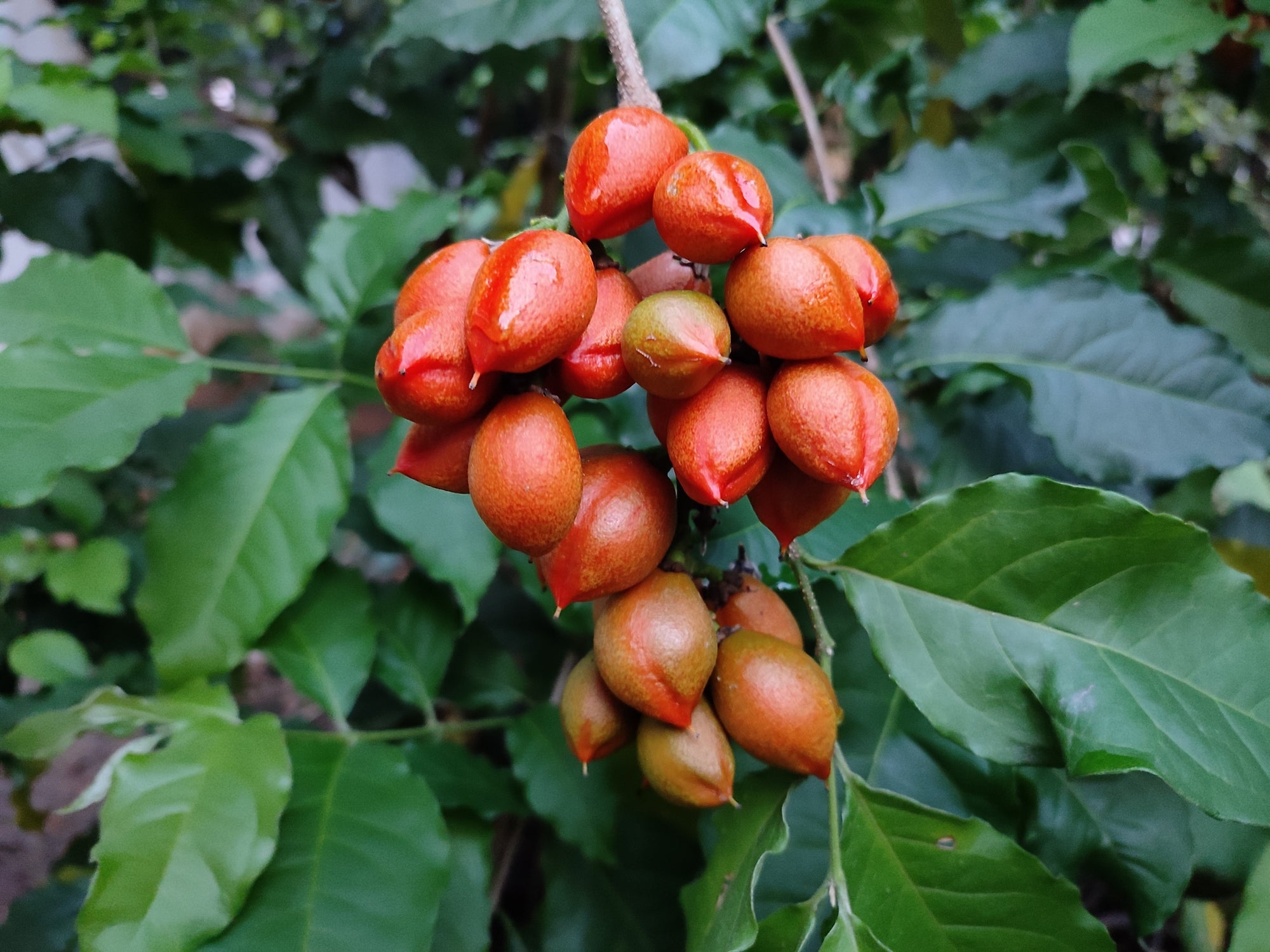 Peanut Butter Fruit Tree, Bunchosia argentea Produces unique fruit with ...