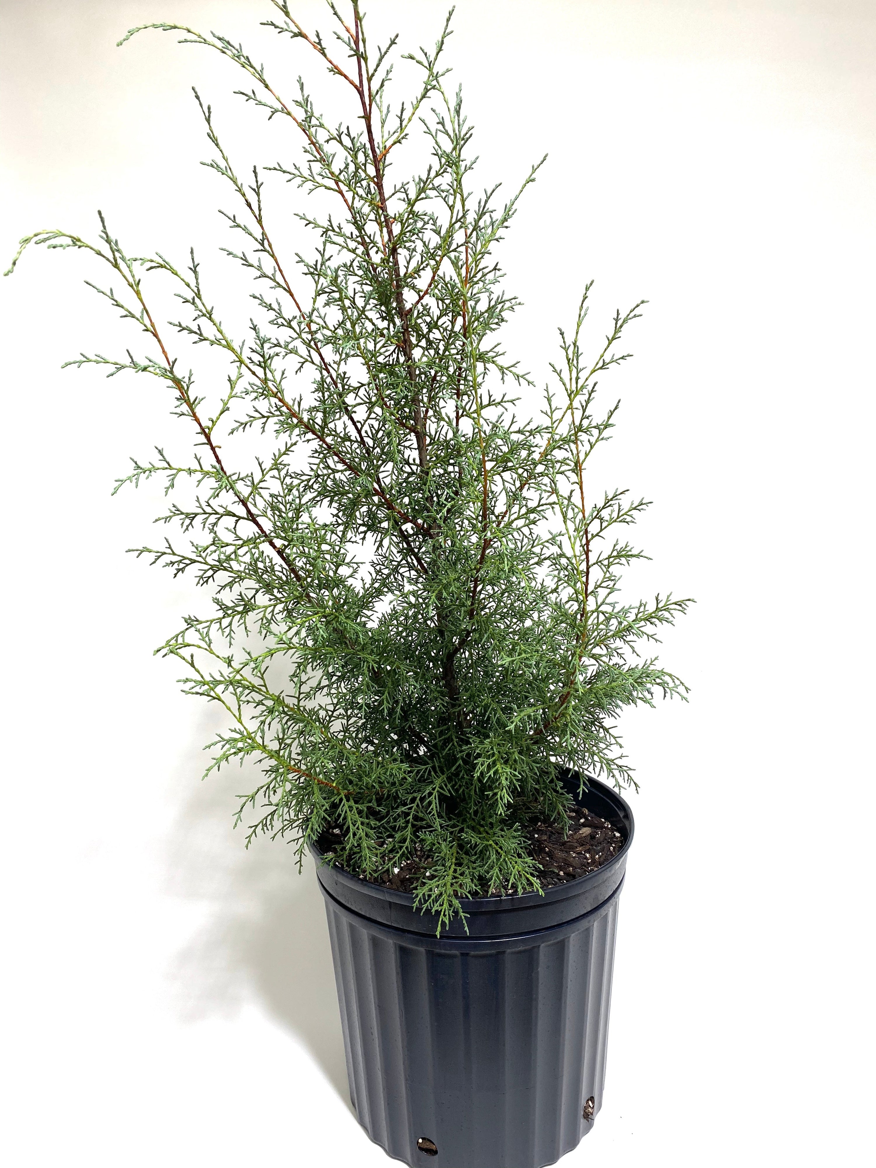 Blue Ice Arizona Cypress – Eureka Farms
