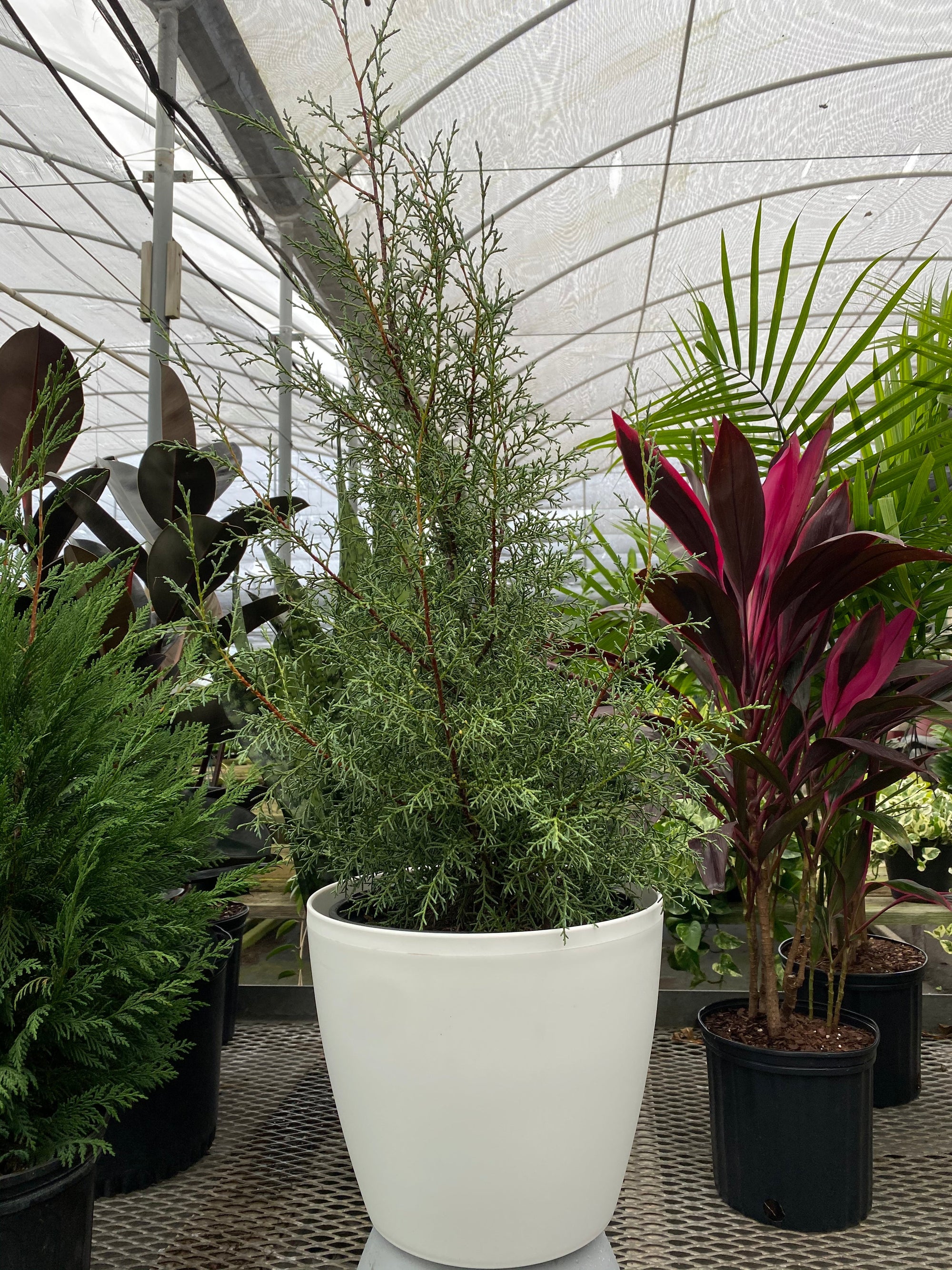 Blue Ice Arizona Cypress – Eureka Farms
