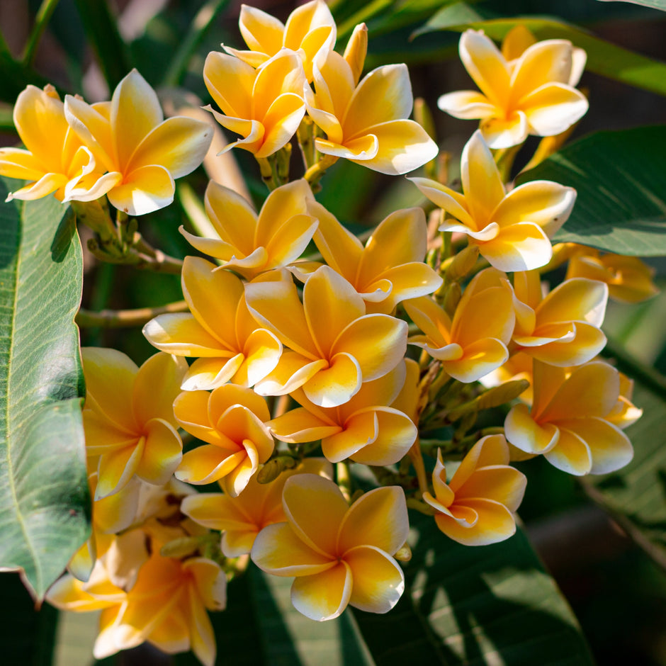 Plumeria Frangipani Rubra and Obtusa Flowering Tree – Eureka Farms