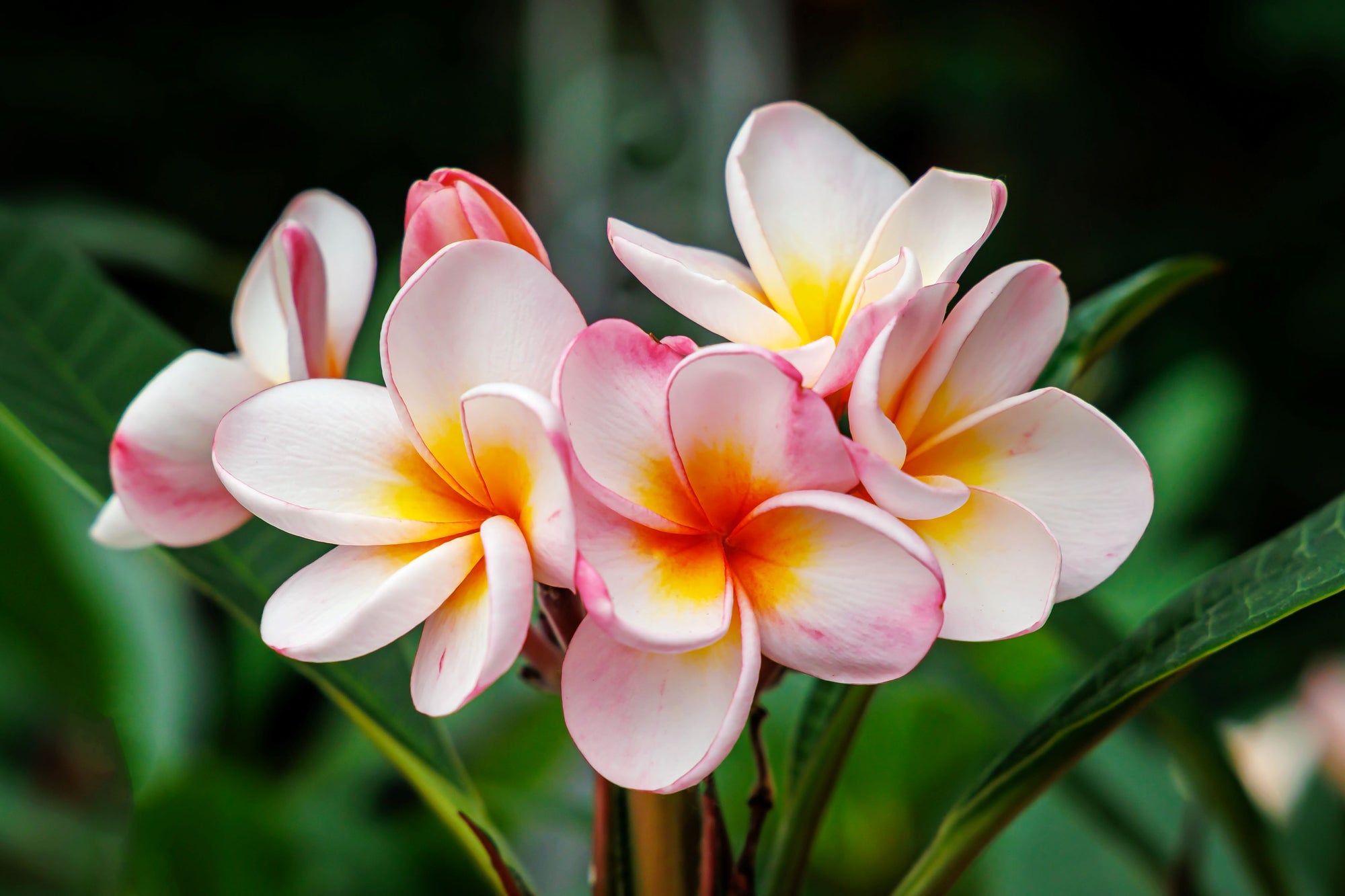 Explore Our Plumeria Frangipani Obtusa Singapore Pink Orchid Flowering ...