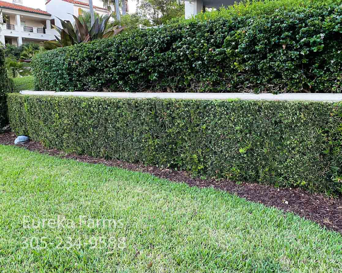 Podocarpus Japanese Jew – Eureka Farms