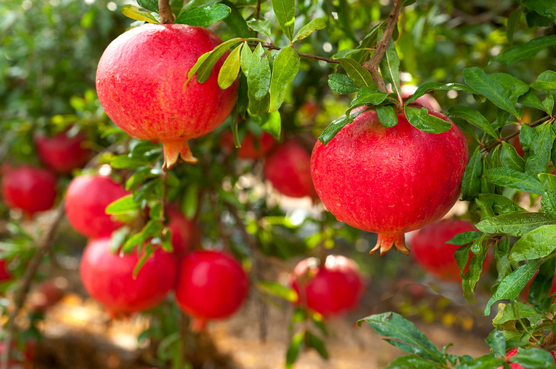 Buy the Pomegranate Salavatski Fruit Tree, Russian Red Pomegranate cold ...