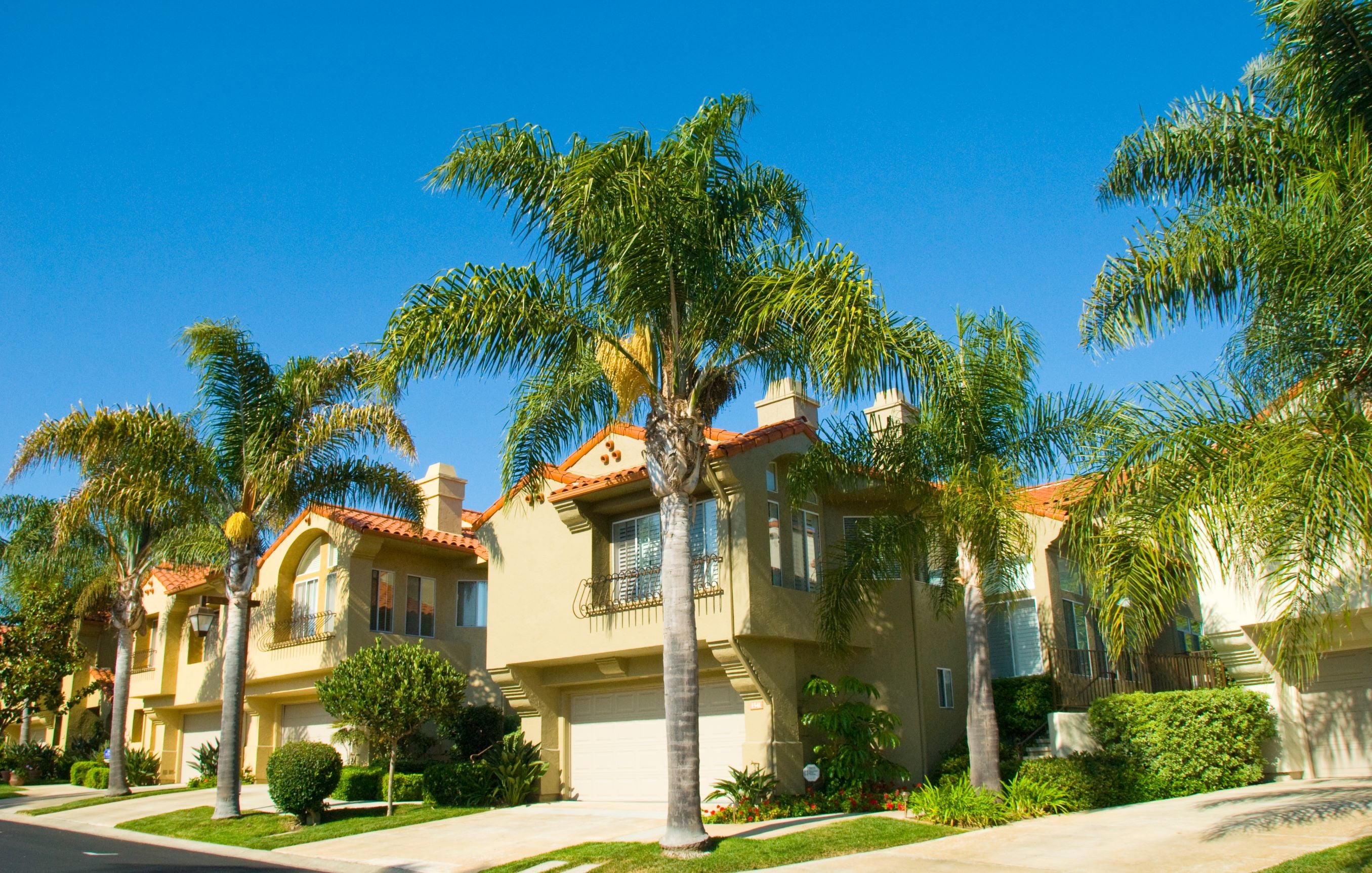 Buy Queen Palm Tree, Cocos Plumosa | Eureka Farms