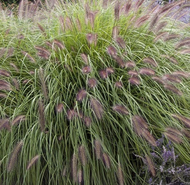 Shop Our Red Head Fountain Grass | Eureka Farms