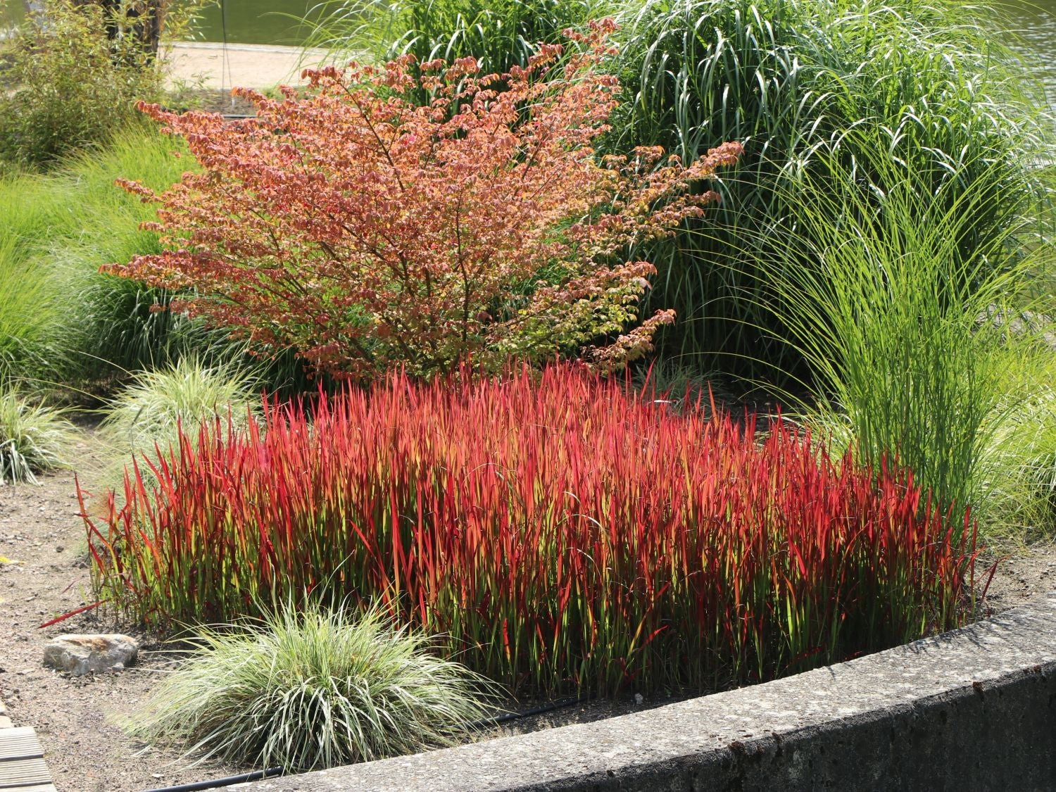 Shenandoah Red Switch Grass | Buy 9 and Save More – Eureka Farms