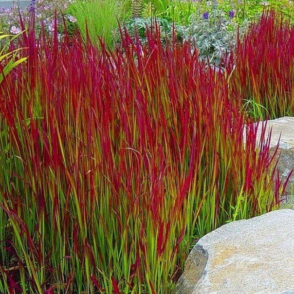 Shenandoah Red Switch Grass | Buy 9 and Save More – Eureka Farms