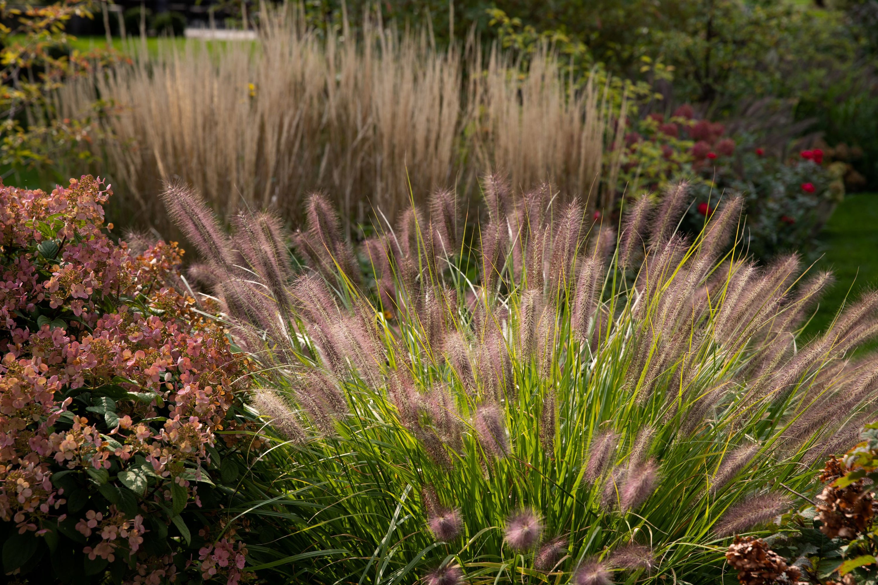 Shop Our Red Head Fountain Grass | Eureka Farms
